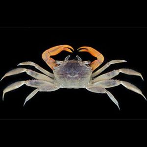 The Biodiversity of Singapore- Metaplax sp. JS-2353