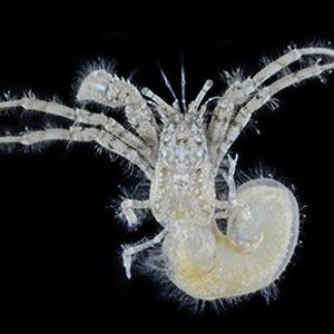 The Biodiversity of Singapore- Diogenes pallescens