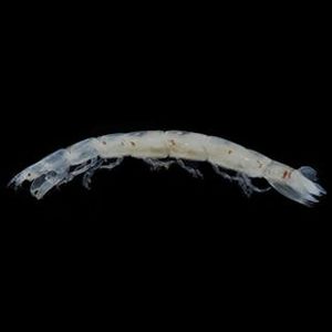 The Biodiversity of Singapore- Anthuridae sp. 5