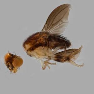 The Biodiversity of Singapore- Drosophilidae sp. ZRC_BDP0293157