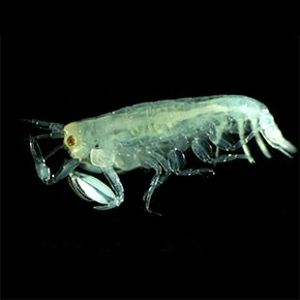 The Biodiversity of Singapore- Amphipoda sp. 1