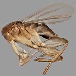 The Biodiversity of Singapore- Phoridae sp. ZRC_BDP0033290