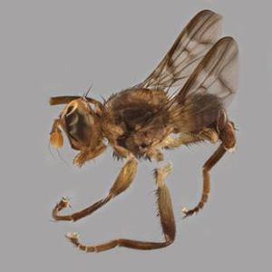 The Biodiversity of Singapore- Pyrgotidae sp. ZRC_BDP0135333