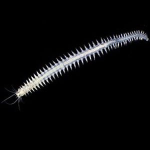 The Biodiversity of Singapore- Nereididae sp. INT-0223