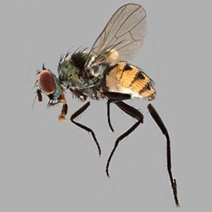 The Biodiversity of Singapore- Anthomyia illocata