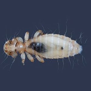 The Biodiversity of Singapore- Meromenopon meropis