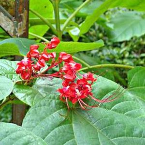 The Biodiversity of Singapore- Clerodendrum buchananii