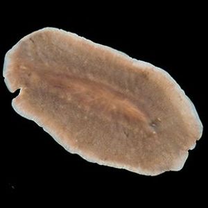 The Biodiversity of Singapore- Stylochidae sp. 6