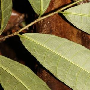 The Biodiversity of Singapore- Ficus sinuata