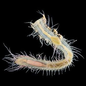 The Biodiversity of Singapore- Syllinae sp. SEA-3260