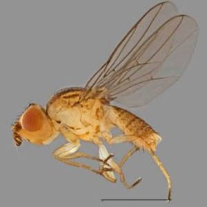 The Biodiversity of Singapore- Chlorops sp. "ZRCBDP_0025335" (CG381)