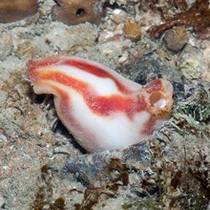 The Biodiversity of Singapore- Polycarpa sp.