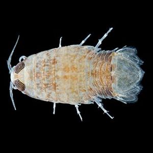 The Biodiversity of Singapore- Rocinela sp. SS-1872