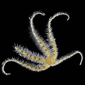 The Biodiversity of Singapore- Ophiothrix (Ophiothrix) sp. 12