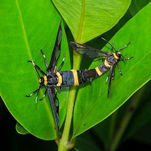 The Biodiversity of Singapore- Syntomoides imaon