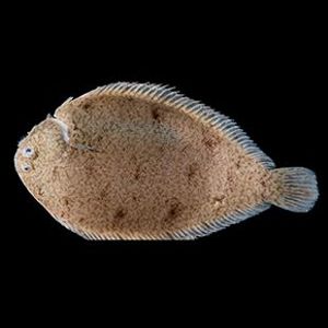 The Biodiversity of Singapore- Soleidae sp. SEA-4917