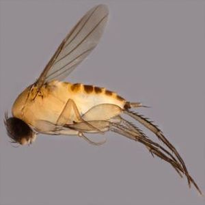 The Biodiversity of Singapore- Phoridae sp. ZRC_BDP0251496
