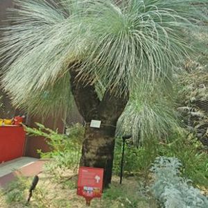 The Biodiversity of Singapore- Xanthorrhoea glauca