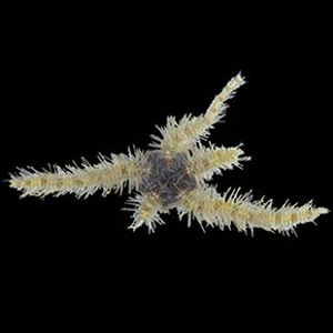 The Biodiversity of Singapore- Ophiothrix (Ophiothrix) sp. 18