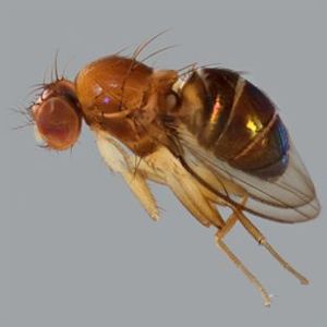 The Biodiversity of Singapore- Drosophilinae sp. ZRC_BDP0090343