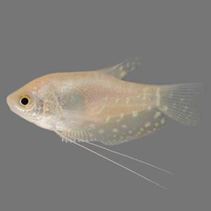 The Biodiversity of Singapore- Trichopodus microlepis