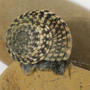 The Biodiversity of Singapore- Heliacus variegatus