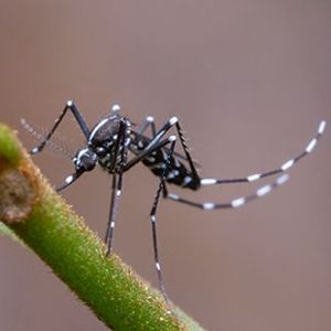The Biodiversity of Singapore- Aedes albopictus