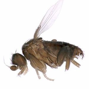 The Biodiversity of Singapore- Phoridae sp. ZRCBDP0215505 gen. nov.