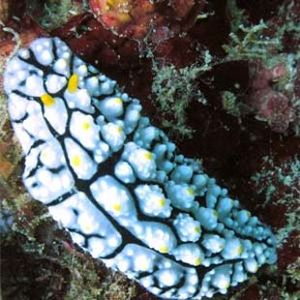 The Biodiversity of Singapore- Phyllidia sp. IP0351