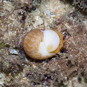 The Biodiversity of Singapore- Tanea areolata