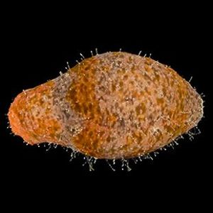 The Biodiversity of Singapore- Actinopyga sp. SS-0933