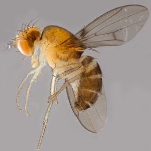 The Biodiversity of Singapore- Drosophilidae sp. ZRC_BDP0269645