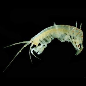 The Biodiversity of Singapore- Amphipoda sp. 43