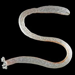 The Biodiversity of Singapore- Synaptula sp. SS-3906