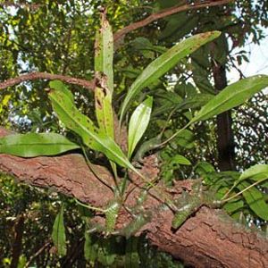 The Biodiversity of Singapore- Lecanopteris sinuosa