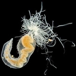 The Biodiversity of Singapore- Polycirrus sp. SEA-5820