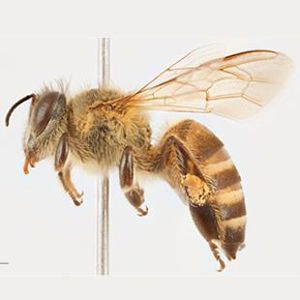 The Biodiversity of Singapore- Apis (Apis) cerana