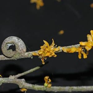 The Biodiversity of Singapore- Indorouchera griffithiana