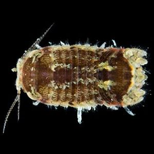 The Biodiversity of Singapore- Sphaeromatidae sp. 9