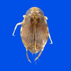 The Biodiversity of Singapore- Micronecta dentifera