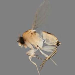 The Biodiversity of Singapore- Megaselia sp. ZRC_BDP0033097