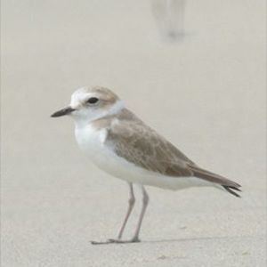The Biodiversity of Singapore- Charadrius dealbatus