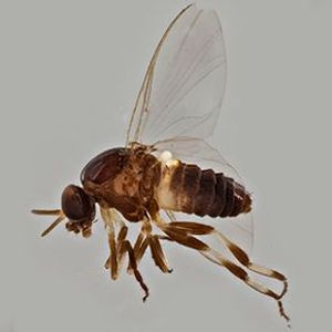 The Biodiversity of Singapore- Scatopsidae sp. ZRC_BDP0291744