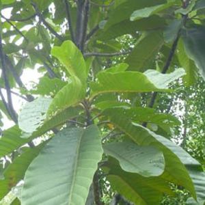 The Biodiversity of Singapore- Neesia altissima