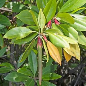 The Biodiversity of Singapore- Bruguiera gymnorhiza