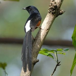 The Biodiversity of Singapore- Copsychus malabaricus