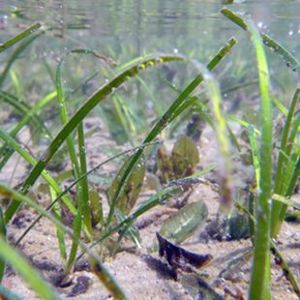 The Biodiversity of Singapore- Halodule uninervis