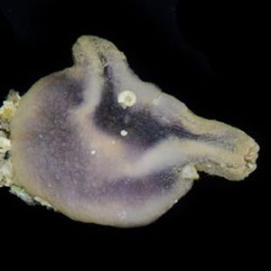 The Biodiversity of Singapore- Ascidian sp.3