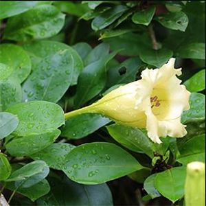 The Biodiversity of Singapore- Solandra longiflora