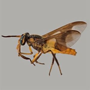 The Biodiversity of Singapore- Chrysops sp. "ZRCBDP_0017005"